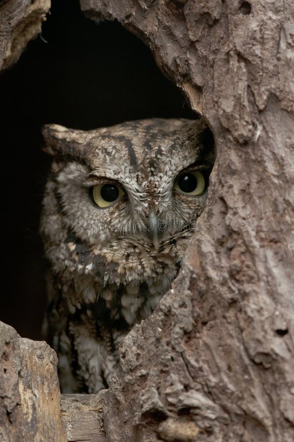 Baby Beschmutzte Junge Eule in Einem Baum Stockfoto - Bild von nest ...