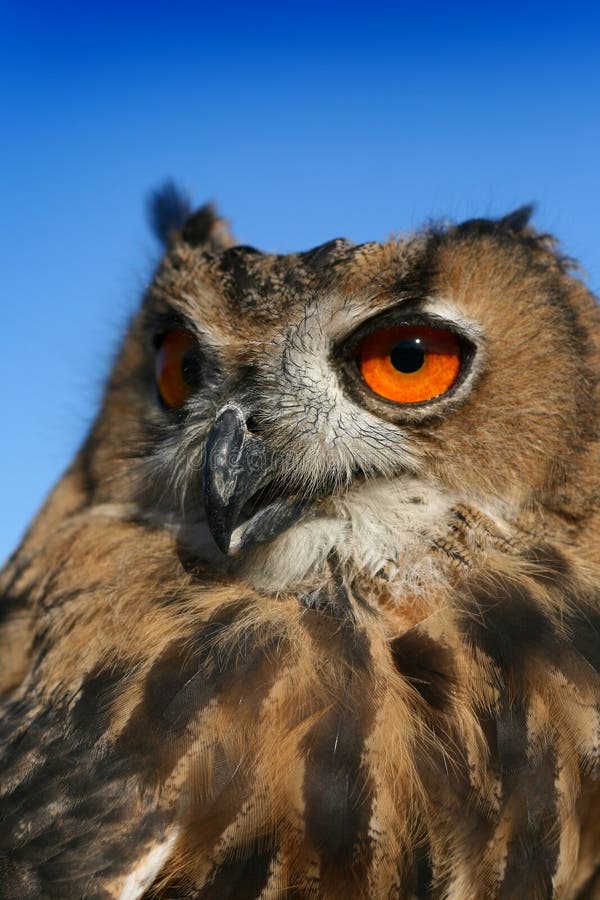 Nasse Eule stockfoto. Bild von hupe, ohren, kopf, federn - 19880158