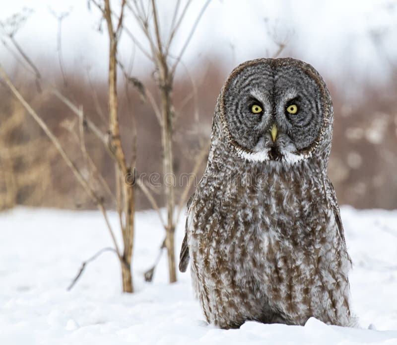 Großes Grau-Eule stockfoto. Bild von stange, wildnis, nave - 8598720