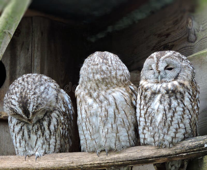 Eule drei stockfoto. Bild von wenig, drei, standplatz - 64417014