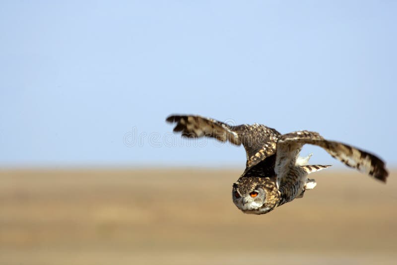 Eule im Flug stockbild. Bild von adler, mörder, explore - 21203683