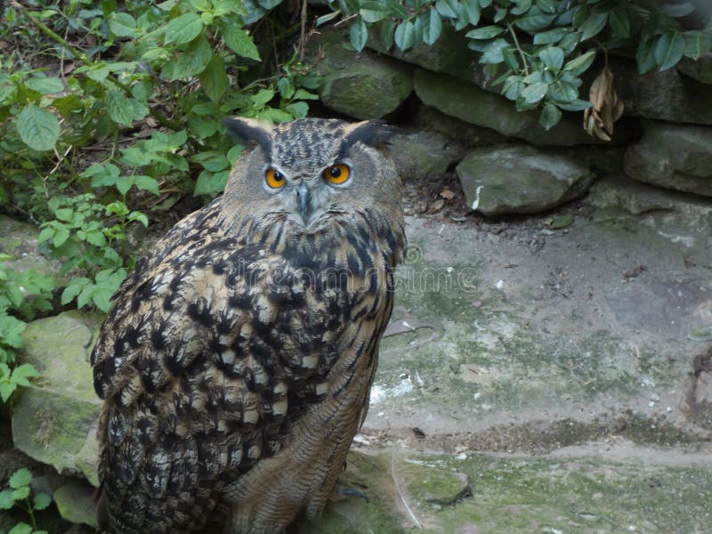 61,104 Eule Fotos - Kostenlose und Royalty-Free Stock-Fotos von Dreamstime