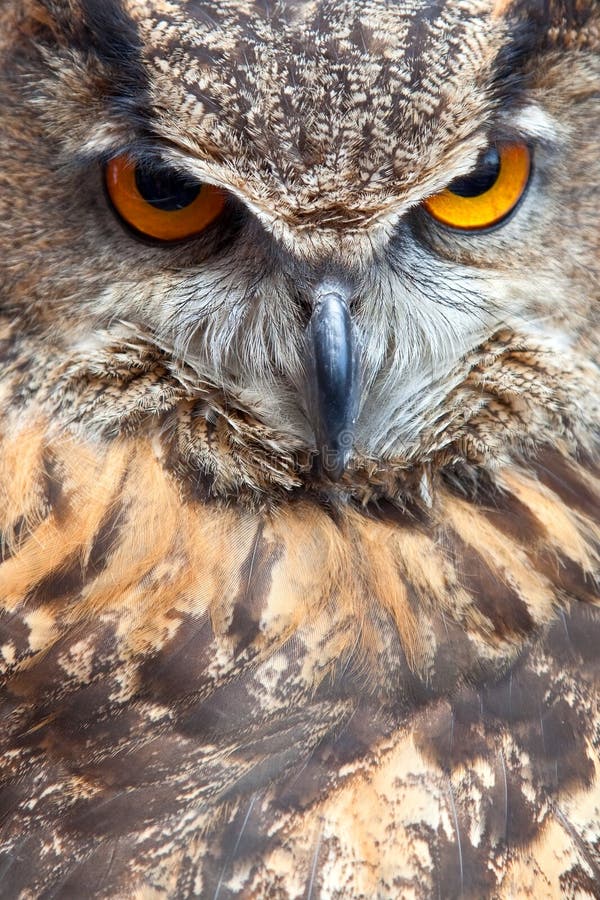 Afrikanisches Scops Eulen-Profil 2 Stockbild - Bild von eule, büschel ...
