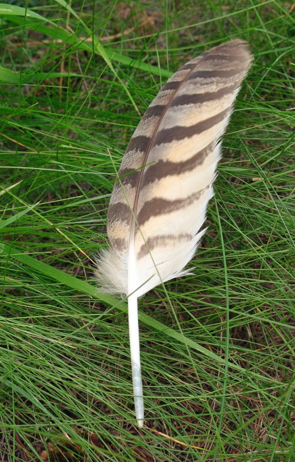 Eulen-Feder stockfoto. Bild von feder, gestreift, nahaufnahme - 10219794