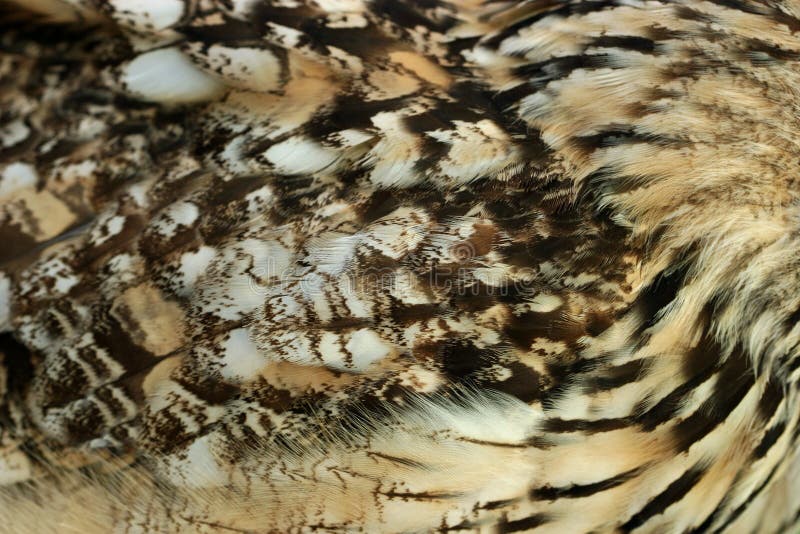 Eulen-Federn stockbild. Bild von auszug, eulen, braun - 1776075