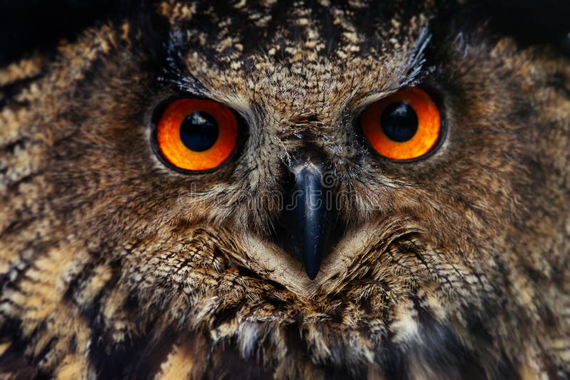 Eulenaugen stockbild. Bild von fliege, angespannt, verriegelung - 59902387