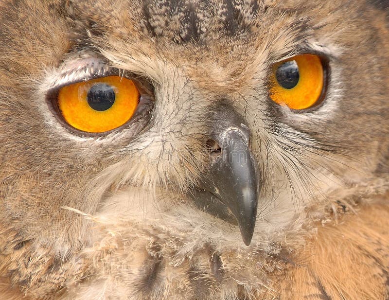 Eulenaugen!! stockbild. Bild von augen, schnabel, bedingung - 1037641