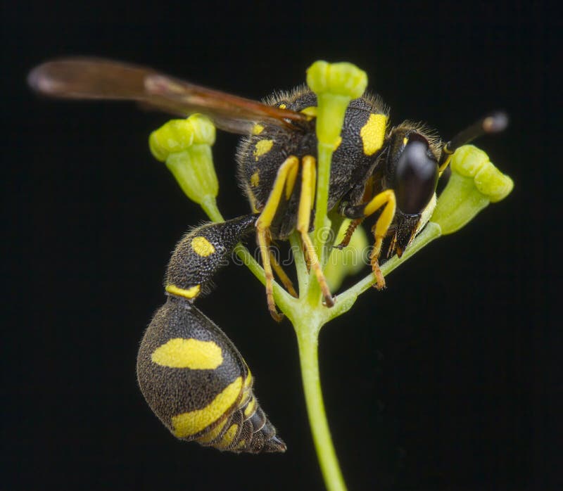 Eumenes sp Wasp stock image. Image of green, eumenes - 127405271