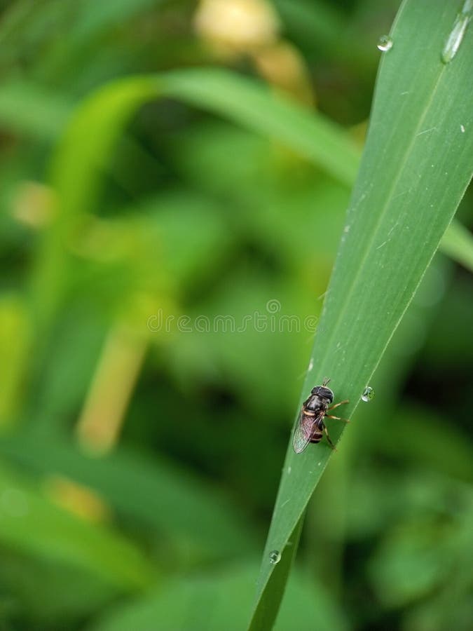 Eumerus Strigatus stock image. Image of black, collection - 269273167