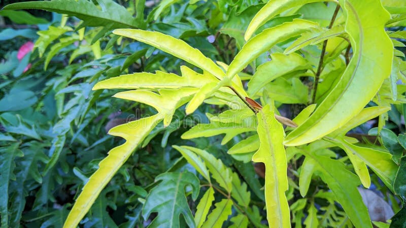 Euodia Plants Have Long, Small, Green Leaves Stock Photo - Image of ...