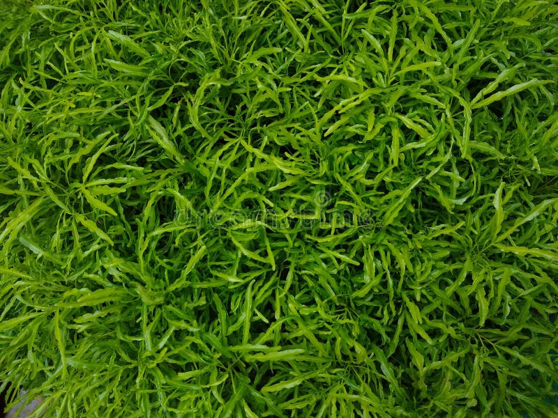 Euodia Ridleyi (ornamental Plant ) Close-up View Stock Photo - Image of ...