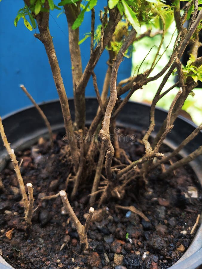 Euodia Ridleyi Stems in Pots Stock Image - Image of wood, twig: 231123219