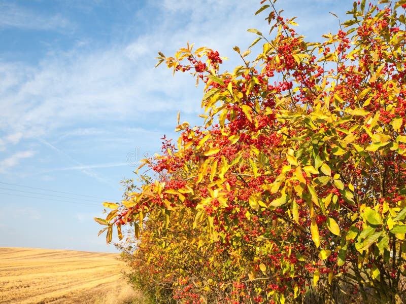 Euonymus europaeus stock image. Image of brown, field - 37715889