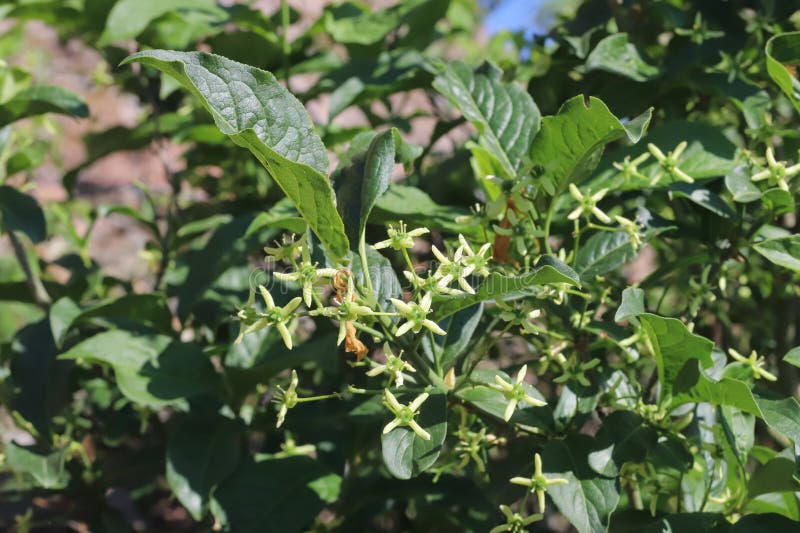 Euonymus Europaeus, Celastraceae Stock Photo - Image of close, natural ...