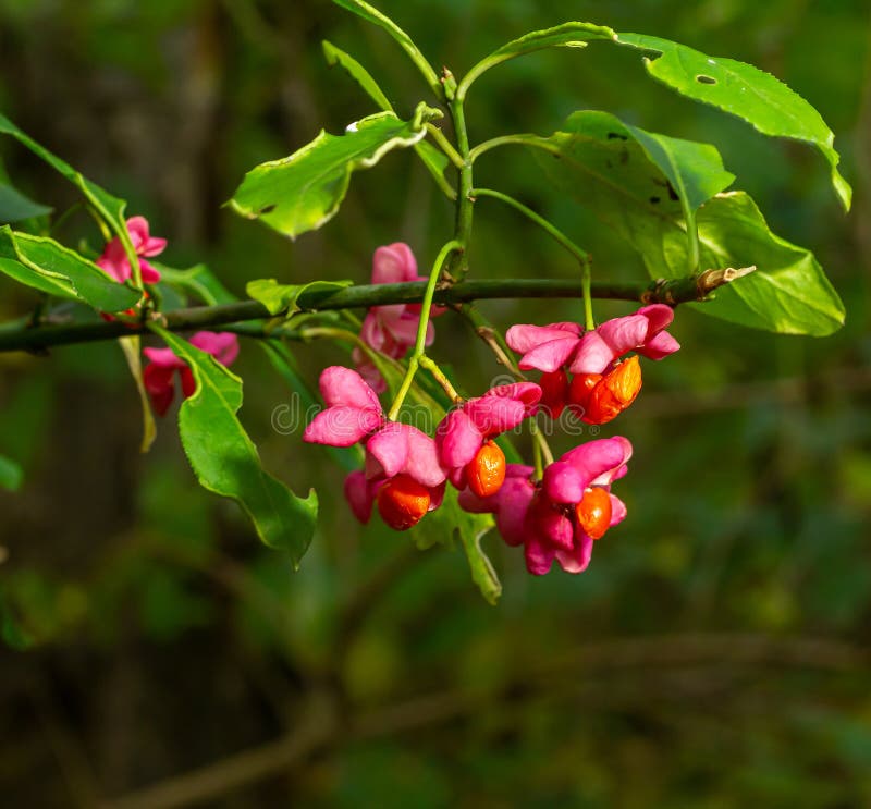 Euonymus Europaeus, Common Spindle Pink Fruits Closeup Selective Focus ...