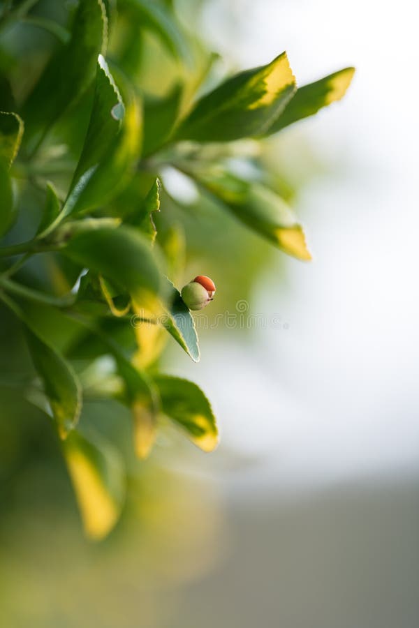 Euonymus Evergreen Shrub Red Berry Stock Photo - Image of background ...