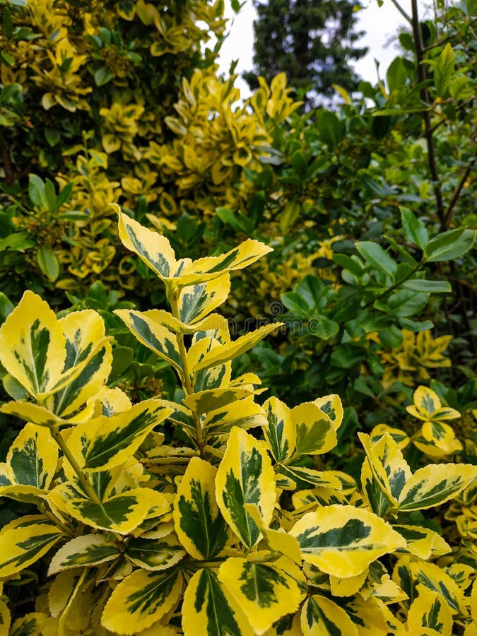 Euonymus Fortunei, the Spindle, Fortune S Spindle, Winter Creeper with ...
