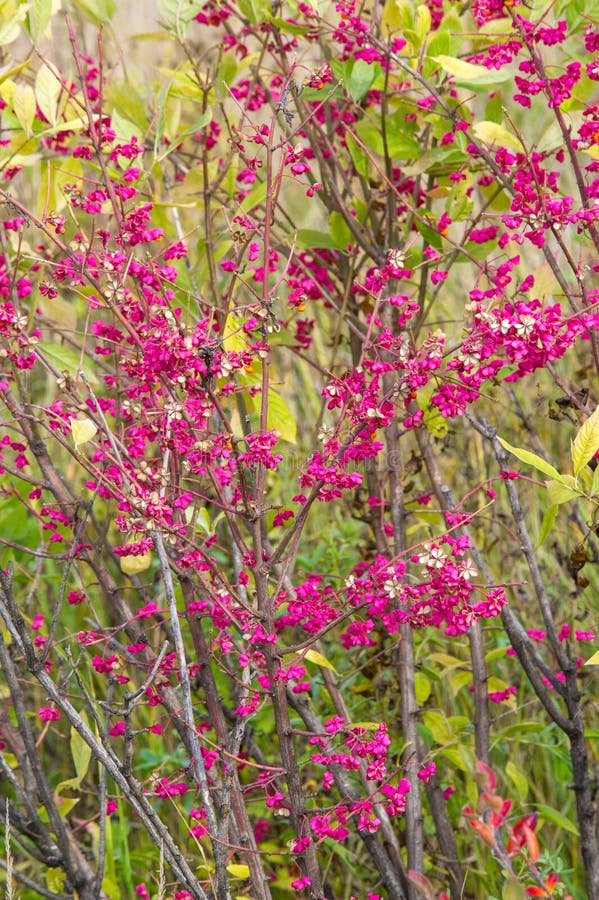 Euonymus. but Include Spindle or Spindle Tree, Burning-bush, Strawberry ...