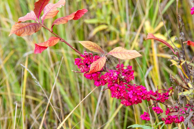 Euonymus. but Include Spindle or Spindle Tree, Burning-bush, Strawberry ...