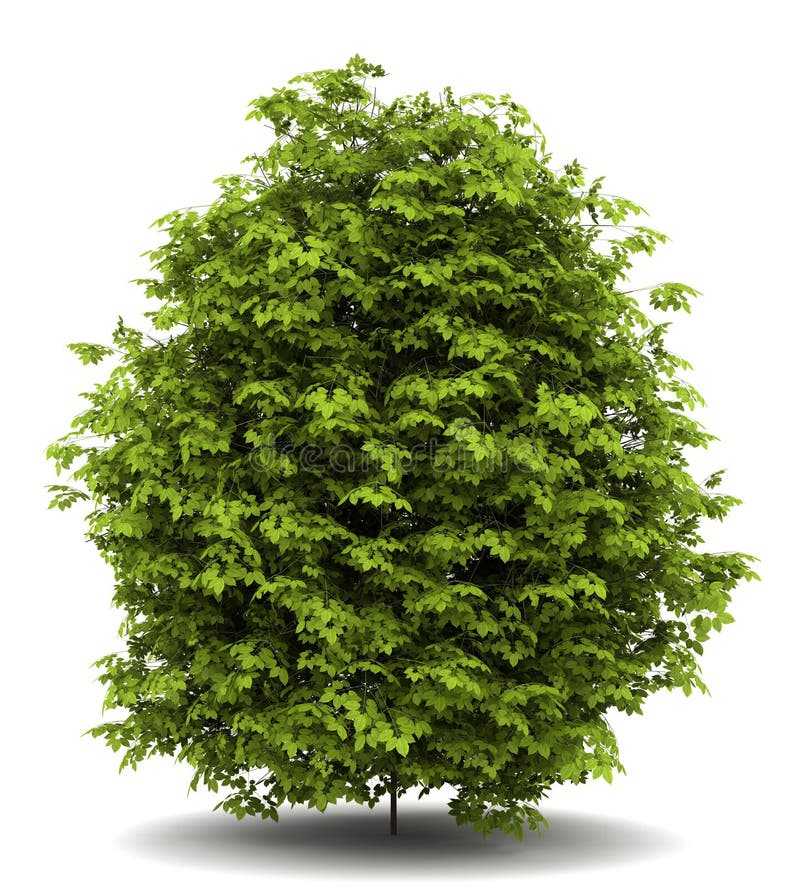 Top View of Common Hazel Bush Isolated on White Stock Illustration ...