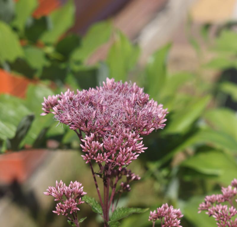 Eupatorium, Flower in a Garden Plot 2 Stock Photo - Image of botany ...