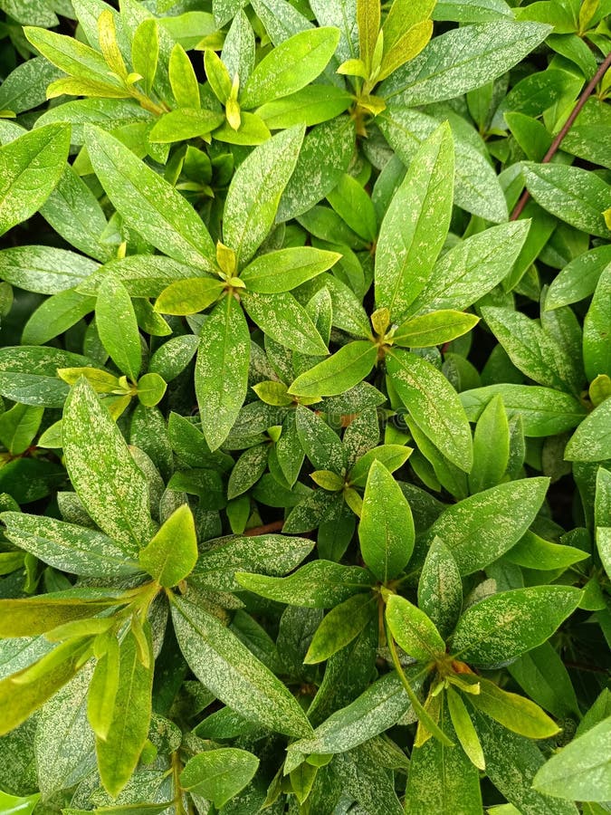 Eupatorium Fortunei Turcz at Garden Stock Photo - Image of food, growth ...