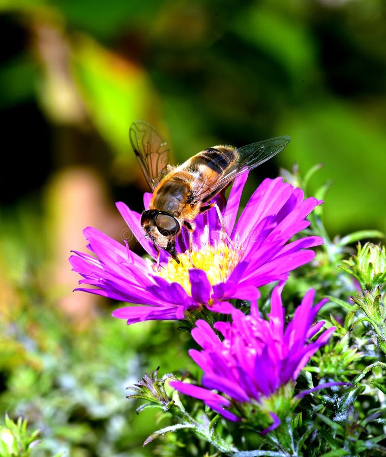 Eupeodes Corollae Pollinating the Flower Stock Photo - Image of white ...