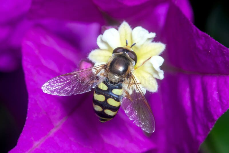 Eupeodes Sp. Hoverfly Feeding from a Small White Flower Under the Sun ...