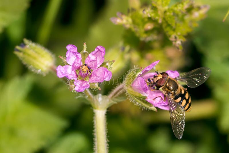 Eupeodes sp. V stock image. Image of mosca, dipteros - 111731659