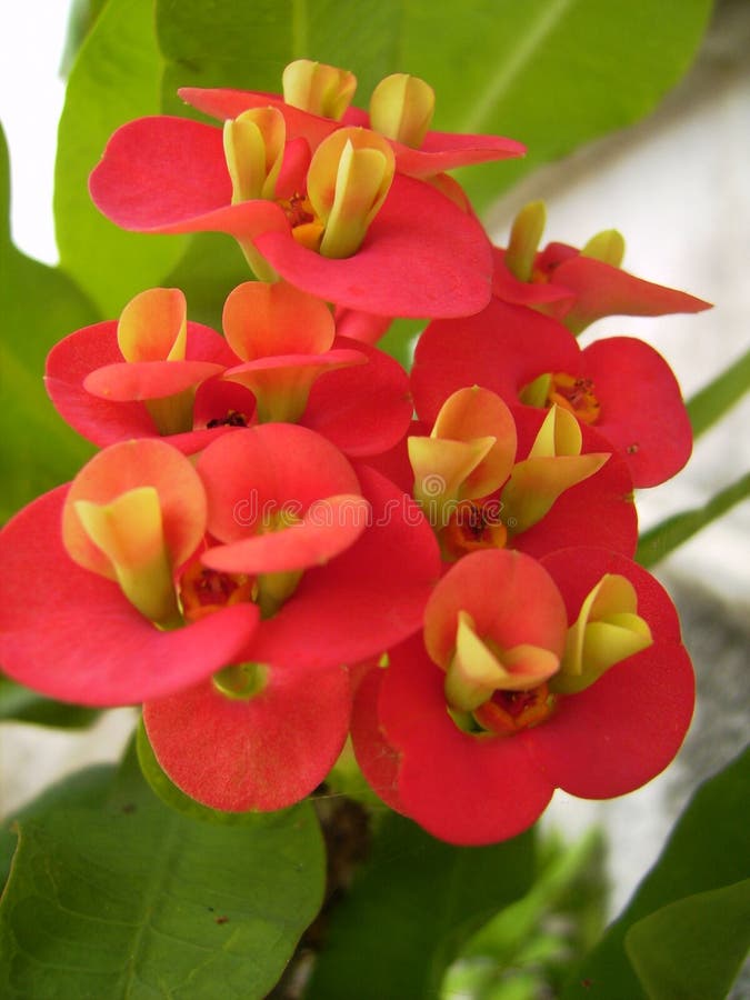 156 Euphobia Heterophylla Stock Photos - Free & Royalty-Free Stock ...