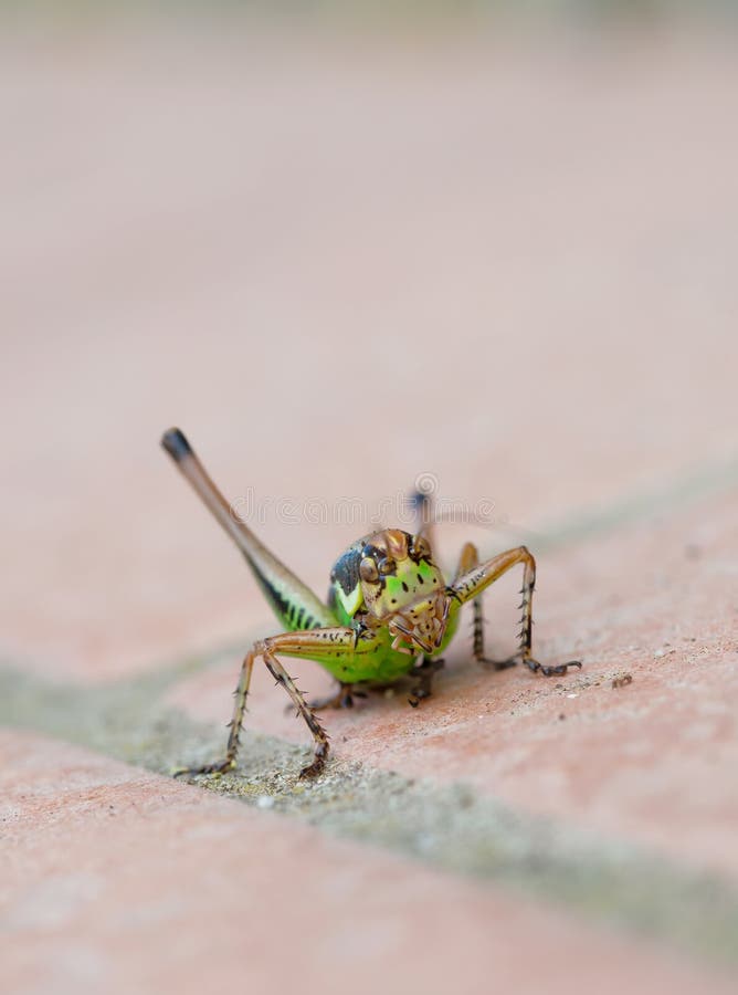 12,834 Cricket Insect Photos - Free & Royalty-Free Stock Photos from ...