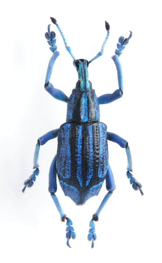 Eupholus Magnificus, a Blue Exotic Weevil Stock Photo - Image of ...