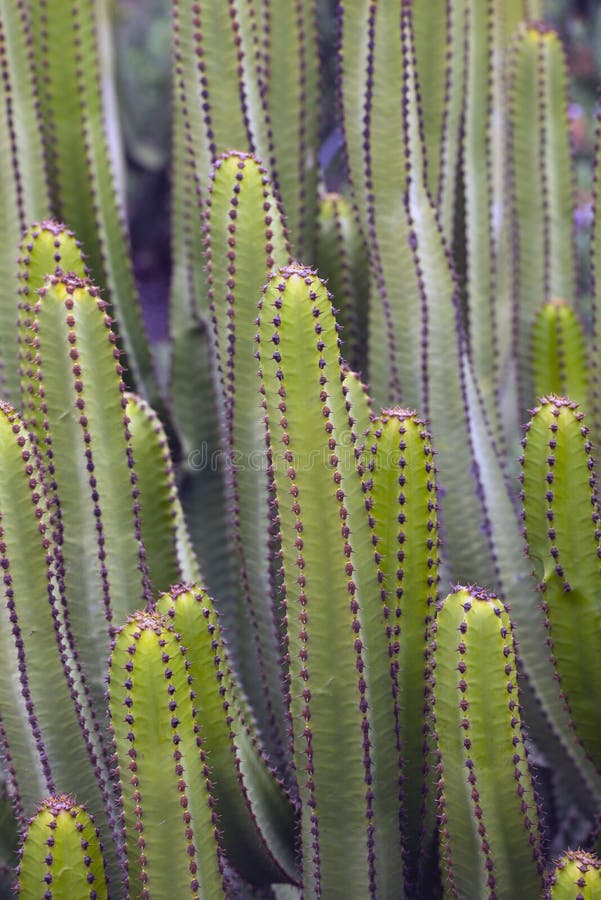 Euphorbia Canariensis stock image. Image of prickle, nature - 75398419