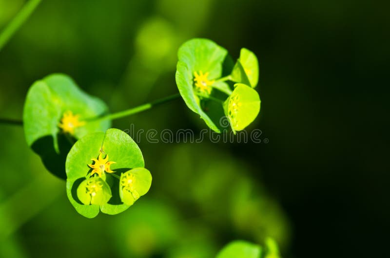 Pichoga Stock Photos - Free & Royalty-Free Stock Photos from Dreamstime