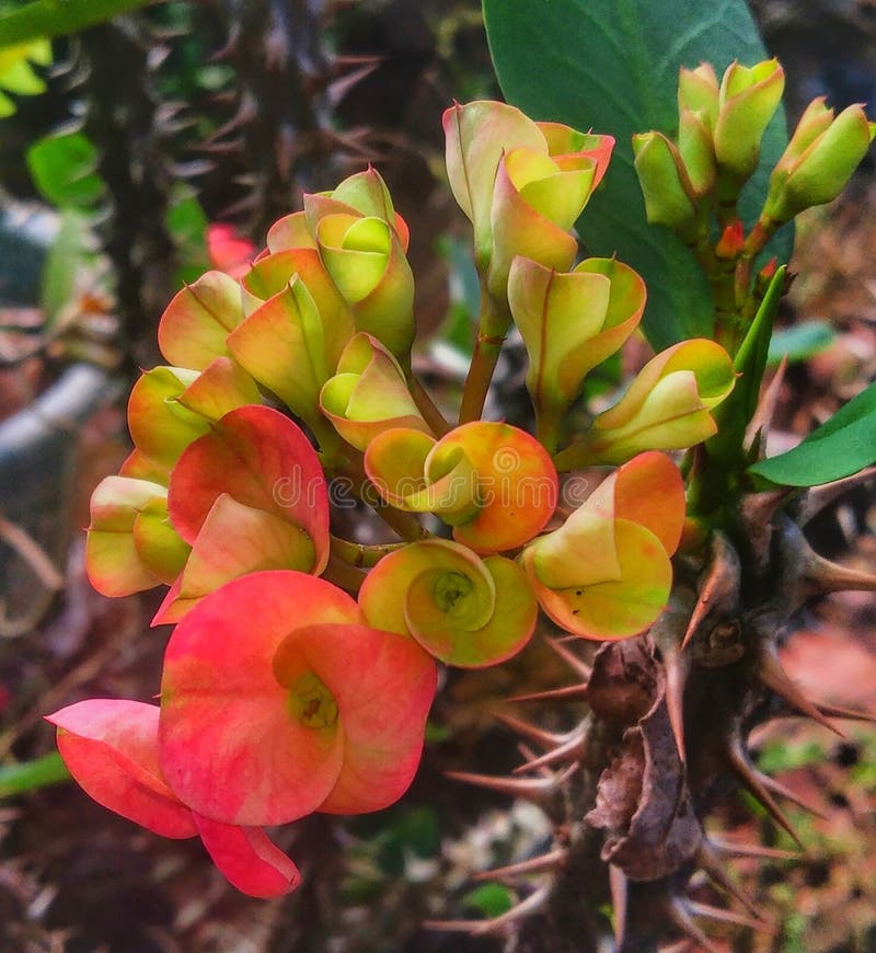 Euphorbia Flower Buds Starting To Bloom Stock Image - Image of buds ...
