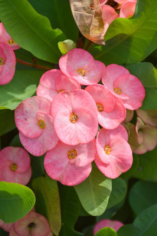 Euphorbia flower in garden stock photo. Image of pink - 78900968