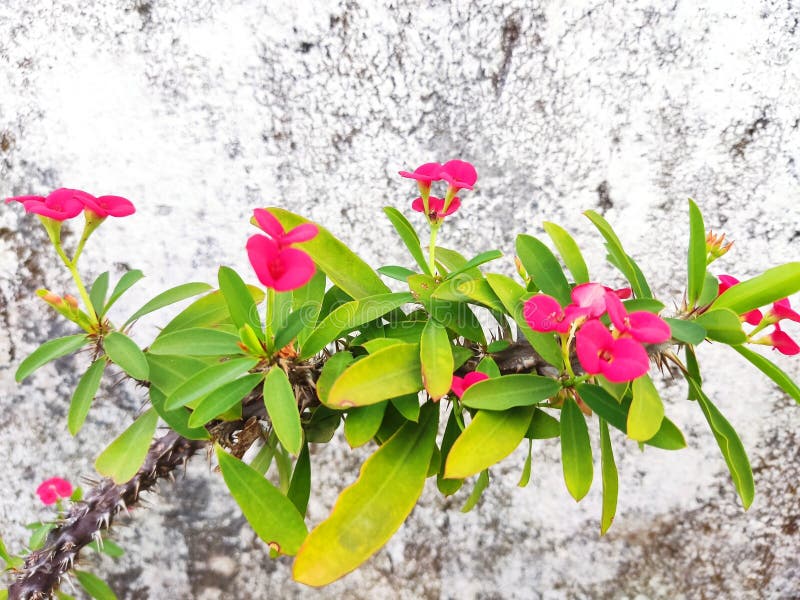 Euphorbia Flowers that Look Beautiful Stock Image - Image of look ...