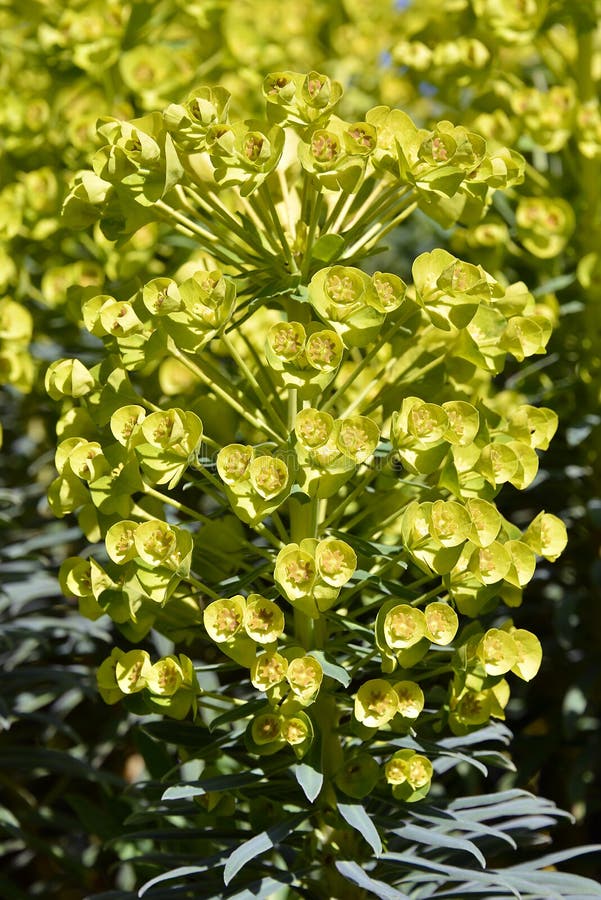 Euphorbia griffithii stock image. Image of floral, garden - 41307765