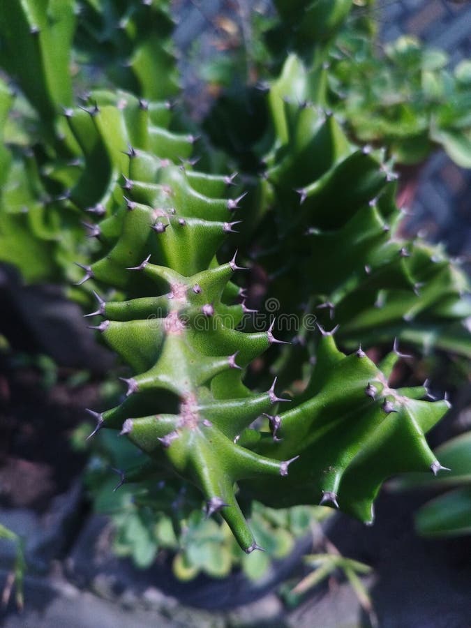 Euphorbia lactea stock image. Image of tropical, lactea - 278488435