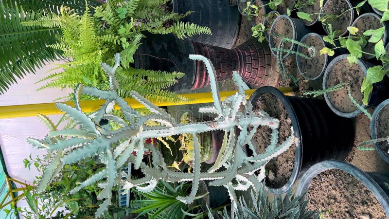 Euphorbia Lactea Cristata , Also Known As Coral Cactus. Stock Video ...