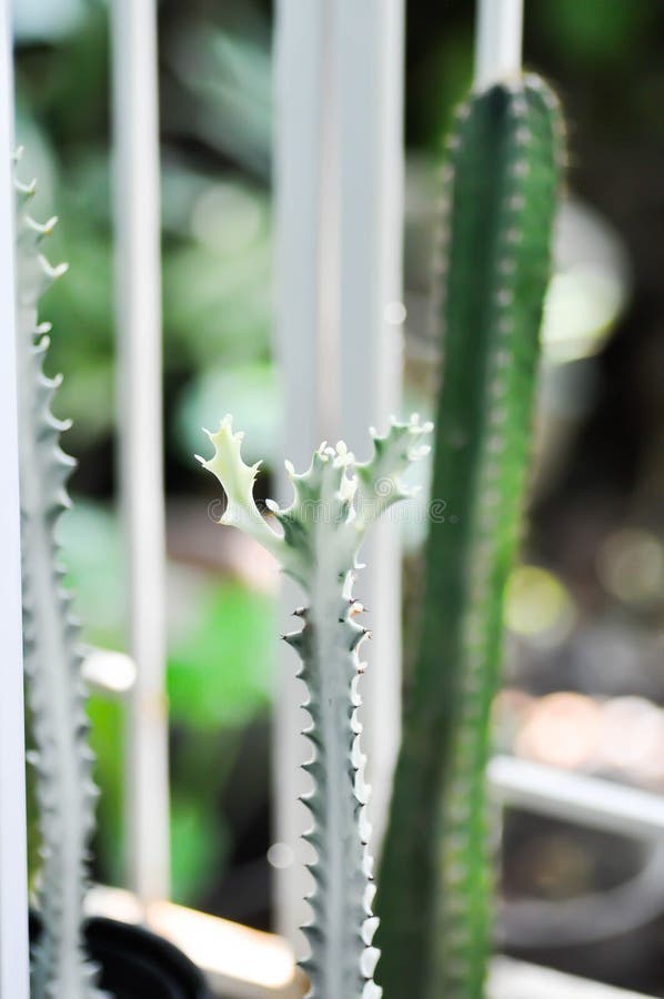 Euphorbia Lactea White Ghost or Euphorbia or Euphorbia Mayurnathanii ...