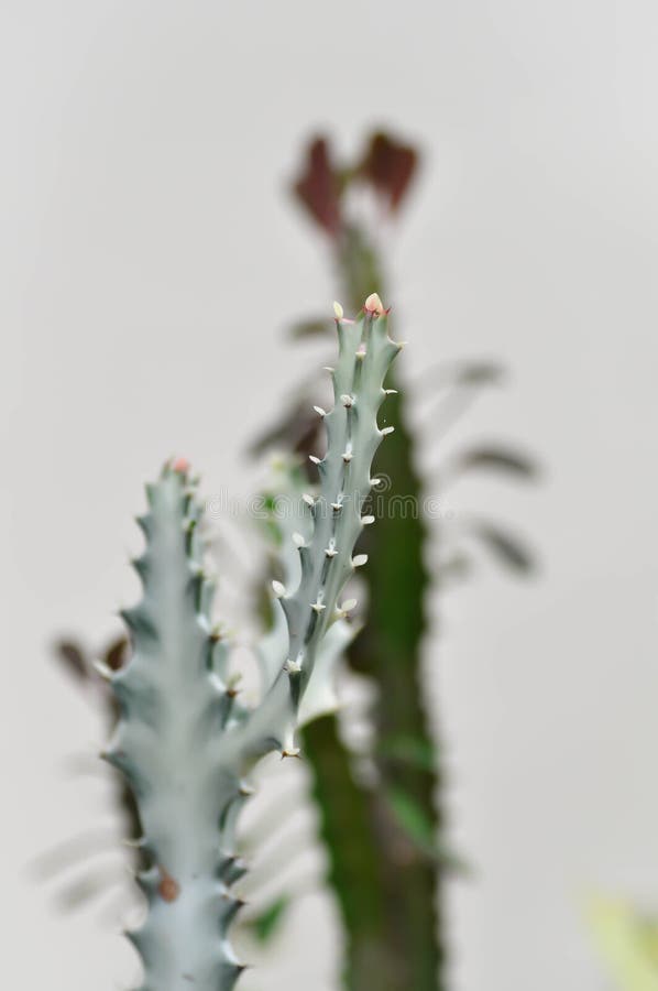 Euphorbia Lactea White Ghost Euphorbia Euphorbia Mayurnathanii ...