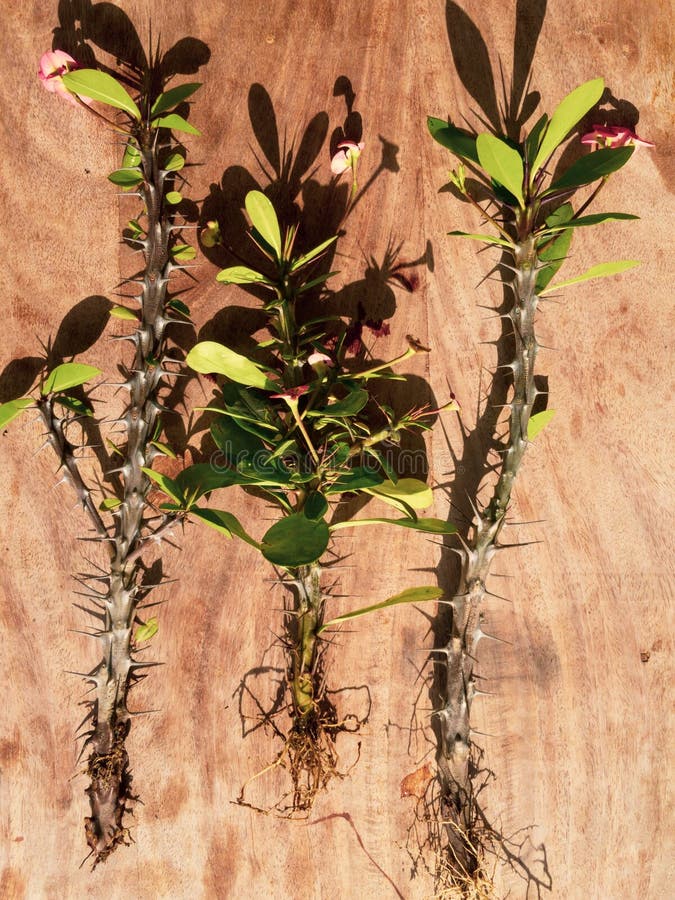 Crown of Thrones, Christ Throne Plant Euphorbia Milii Succulent with ...