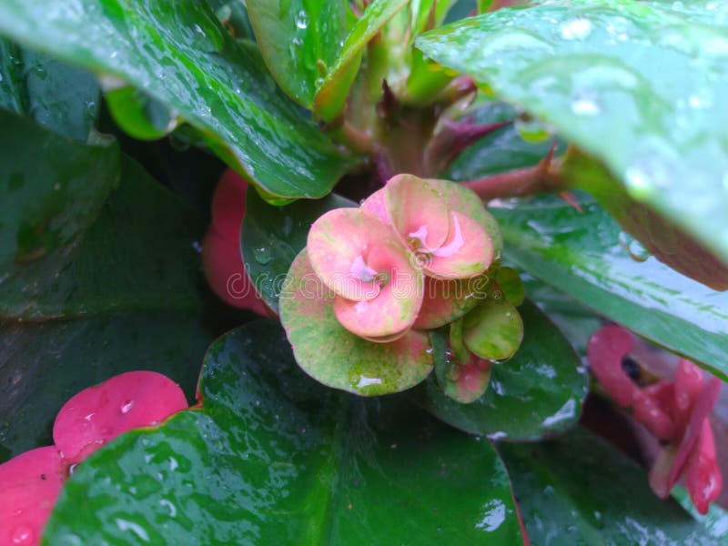 Euphorbia milli flower stock image. Image of green, garden - 221378567