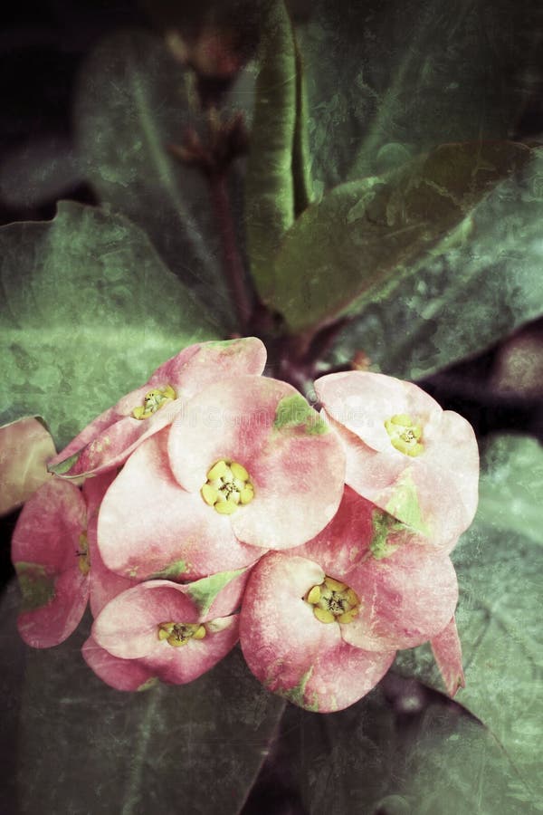 Euphorbia milli flowers stock photo. Image of head, descriptive - 36153712