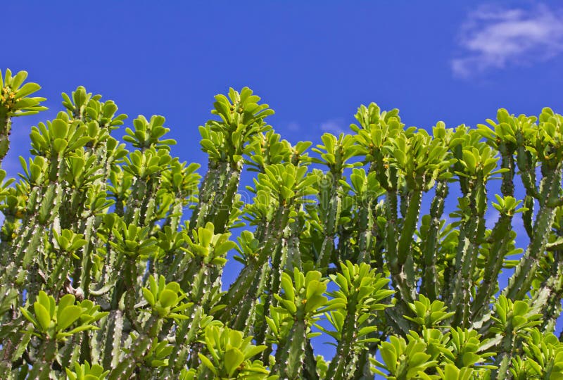 Euphorbia Neriifolia L. (E. Ligularia Roxb Stock Photo - Image of arid ...