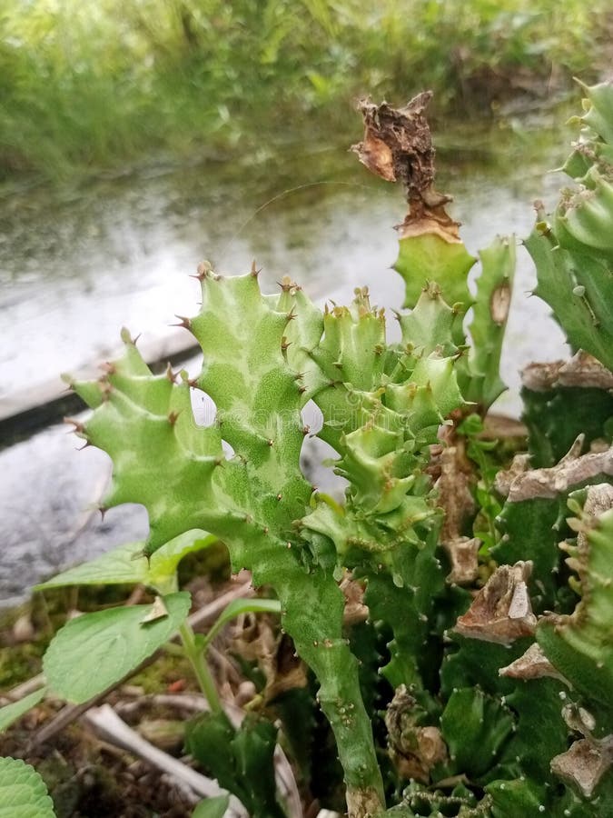 Euphorbia Plant Thorns that Have Beautiful and Unique Thorns Stock ...