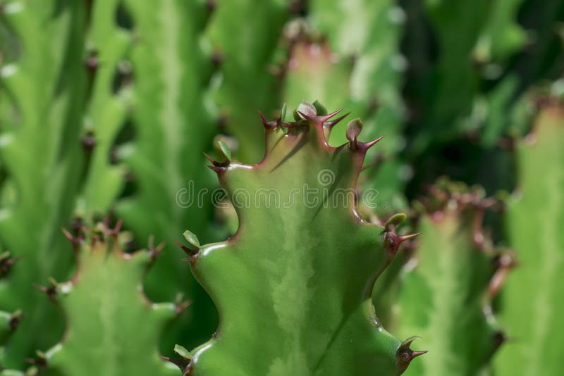 Euphorbia Resinifera Cactus with Blue Sky Stock Image - Image of clouds ...