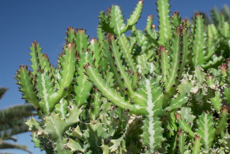 Euphorbia Resinifera Cactus Con Cielo Azul Imagen de archivo - Imagen ...