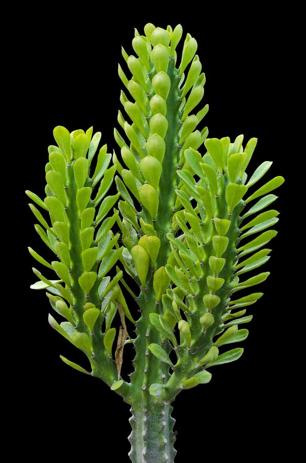 Euphorbia royleana stock photo. Image of thorn, green - 40165610